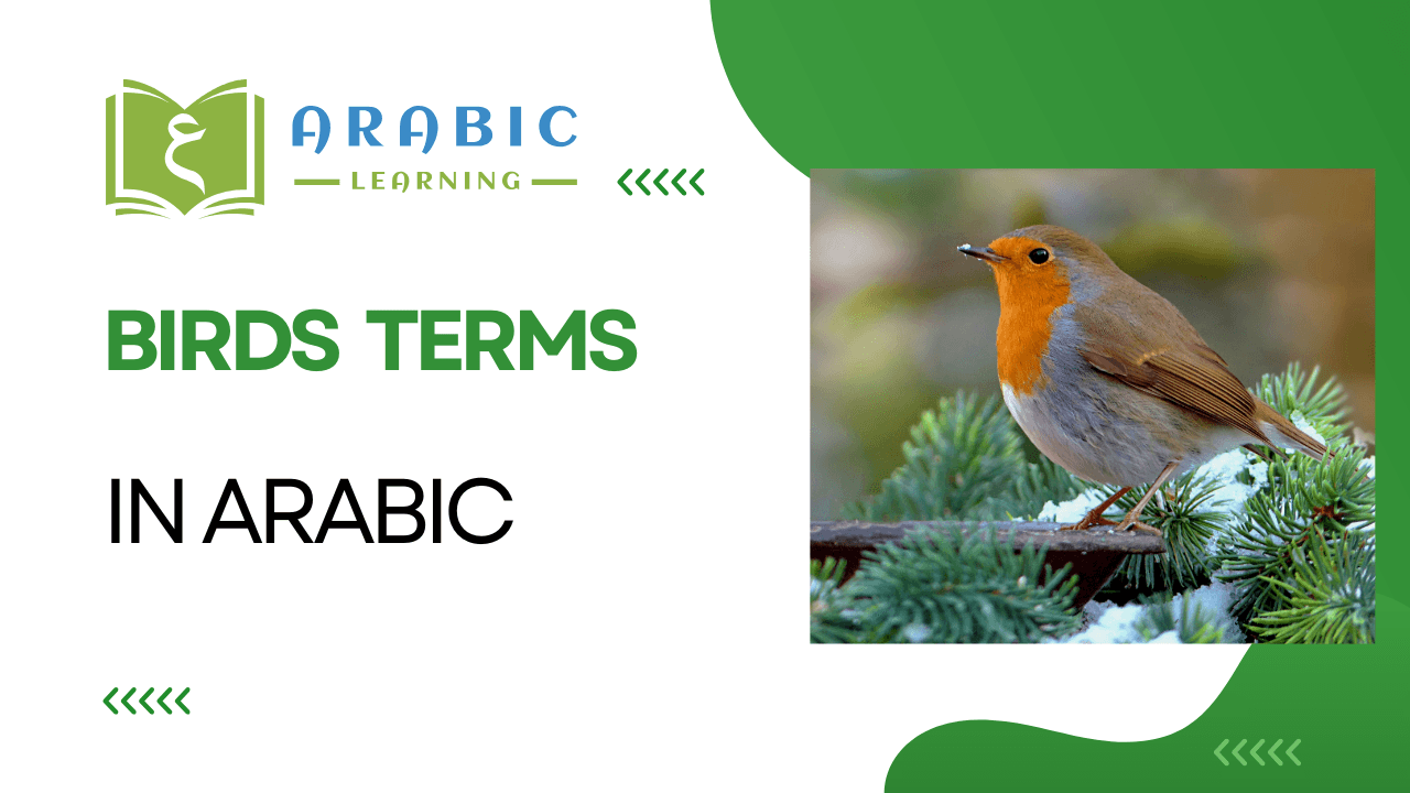 Birds terms in Arabic : Fun Games & Activities for Kids
